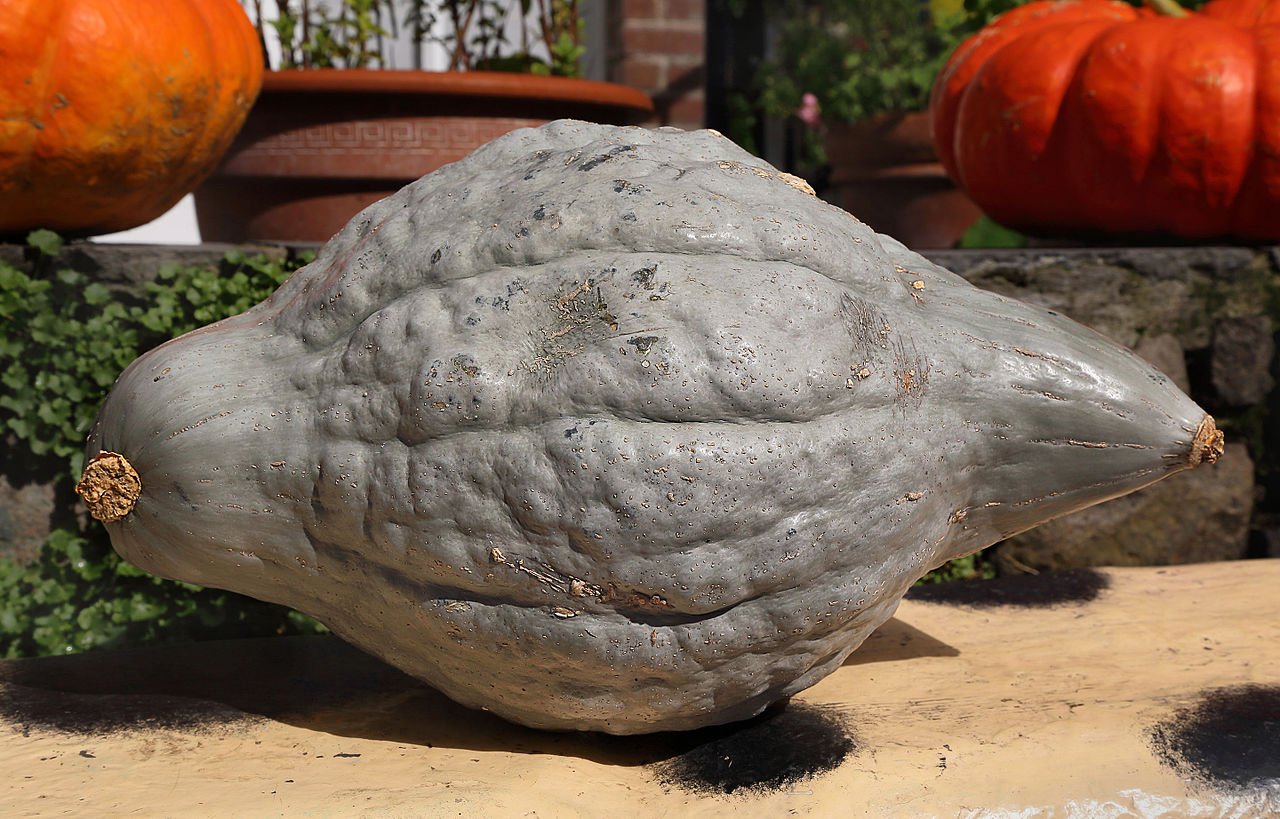 Giant Hubbard Squash