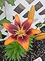 Amazon.com : Asiatic Lily Bulbs - Starlette - 5 Bulbs - Red/Orange ...