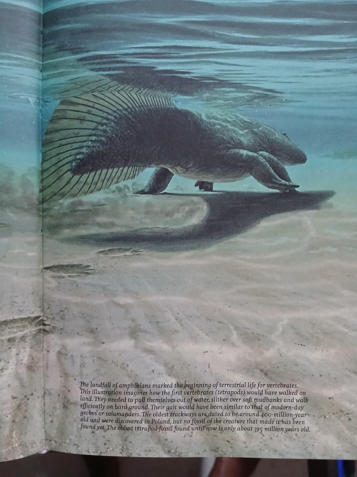 Indica: A Deep Natural History Of The In: A Deep Natural History of the ...