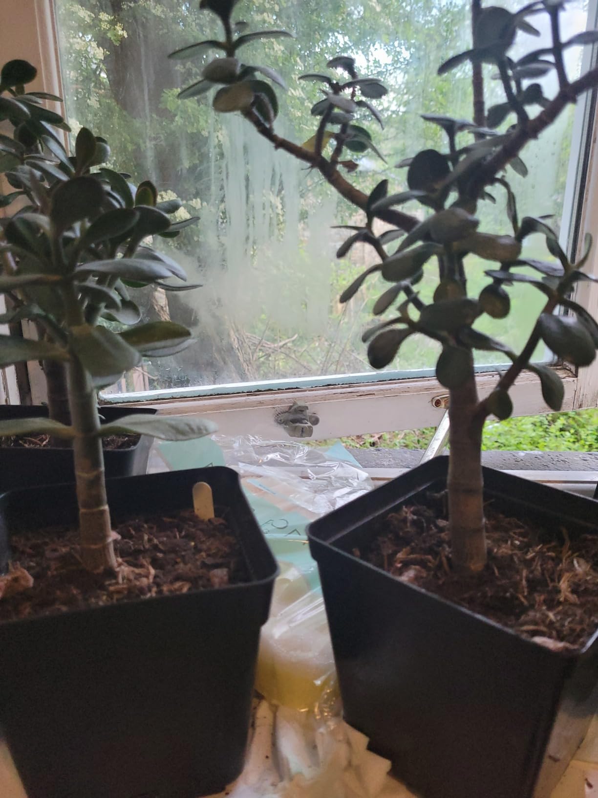 Money plants / money tree Convoluta, 1 piece. : Amazon.co.uk: Garden