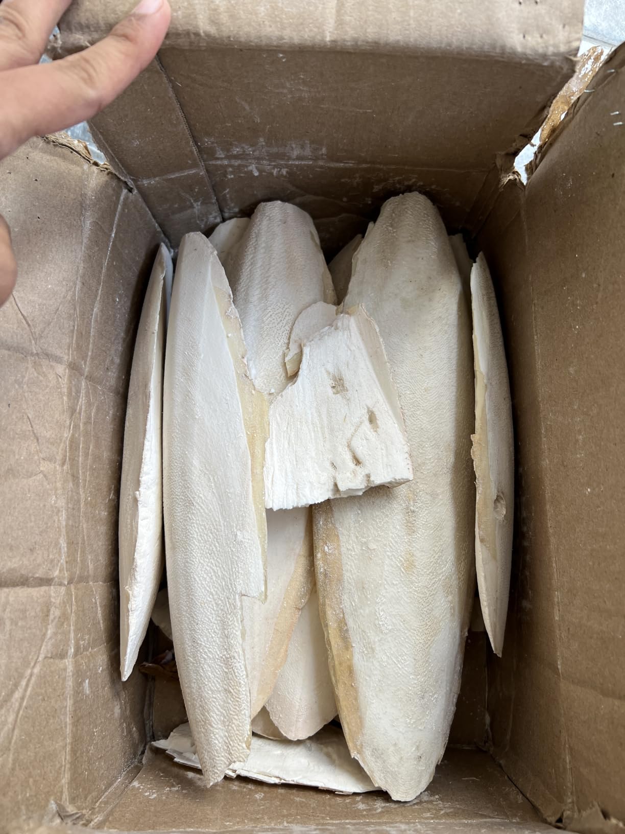 Buy 1 kg Broken Cuttlefish Bones for Birds Birds Budgies Finches Best ...