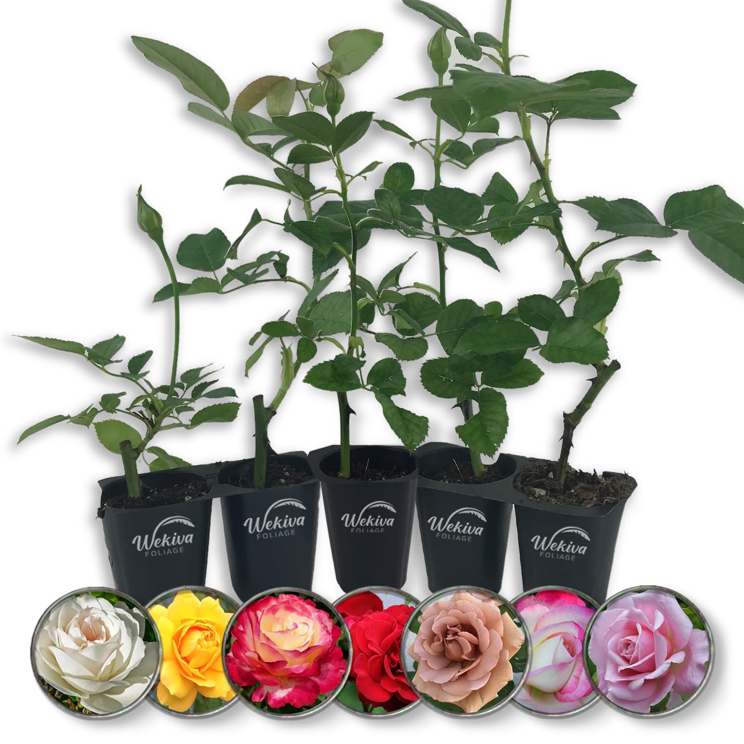 Amazon.com : Rose Bush Variety Pack - 5 Live Starter Plants in 2 Inch ...