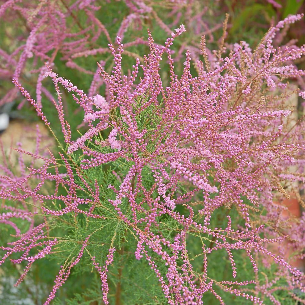 Tamarix ramosissima 'Rubra' - Red Tamarisk Hardy Shrub - Pink Flowers ...