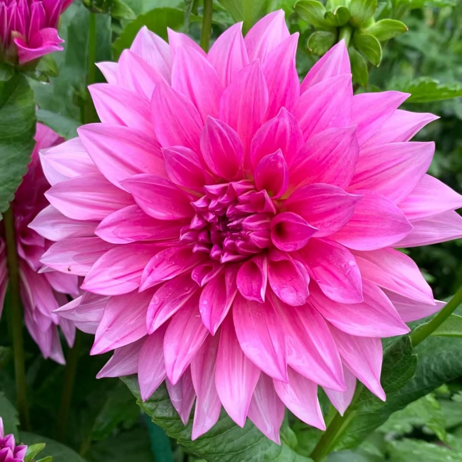 Amazon.com: Bulbos de dalia Planta de dalia Plantas hosta Tubérculos de ...