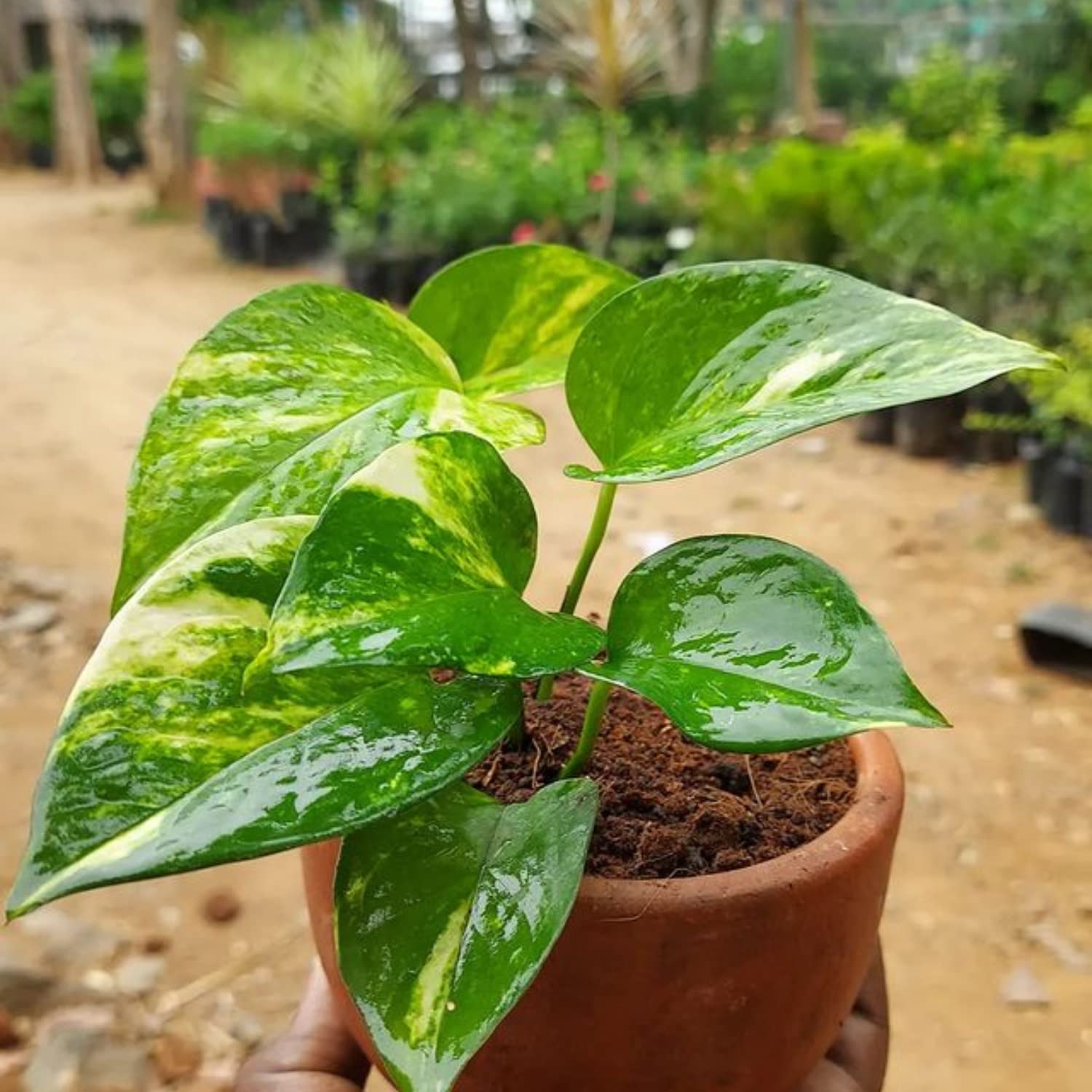 Earth Eagle Good Luck Money Plant Variegated with Terracotta Pot ...