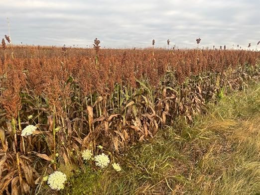 Amazon.com : Dwarf Grain Sorghum Molasses Cane Broom Corn Heirloom ...