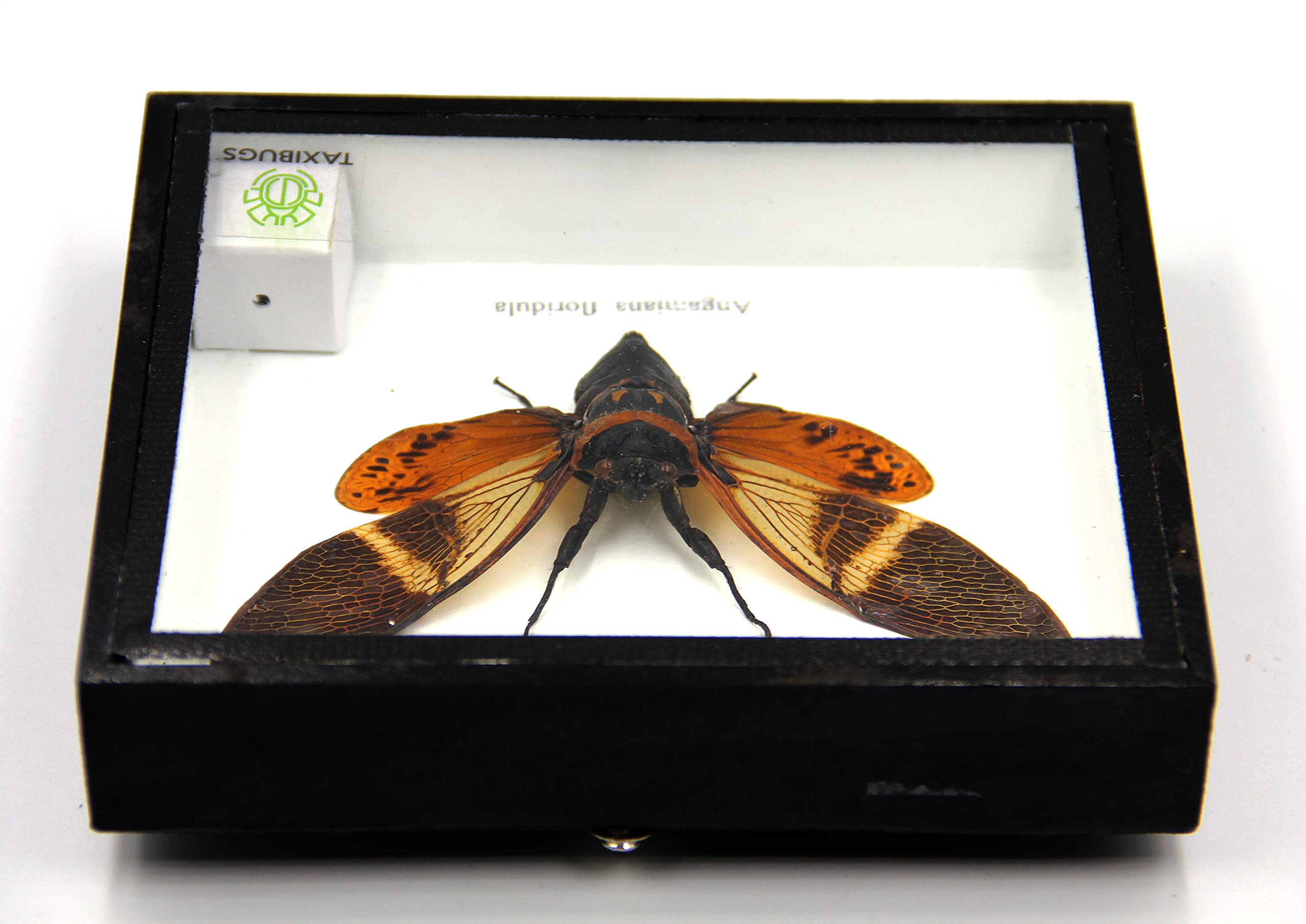 Dead Bugs Framed Real Framed Cicada Specimen - Taxidermy Insect In 3D ...
