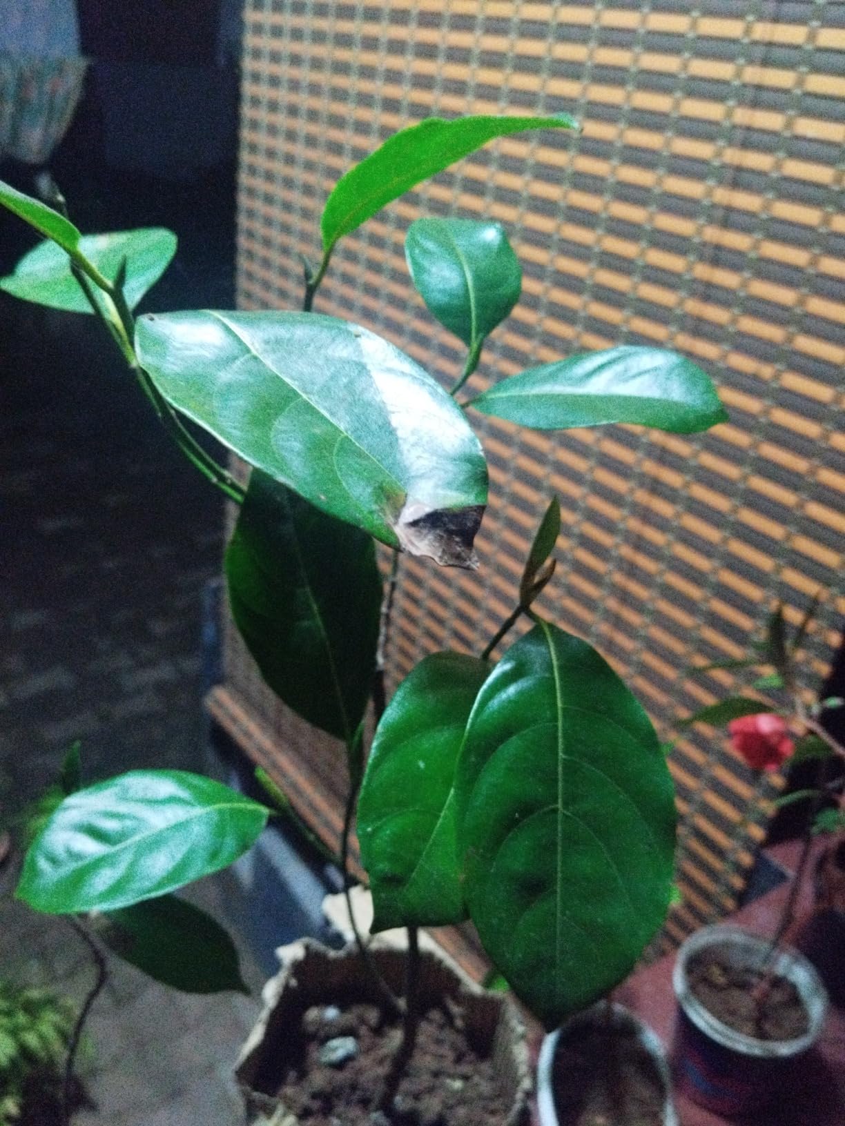 Creative Farmer Jackfruit Vietnam Super Early 1 Year Fruiting Variety ...