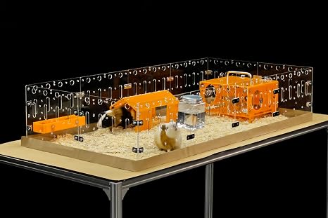 GuineaLoft™ Acrylic Cage (Model-A) - Large 4x2ft Habitat for Guinea ...