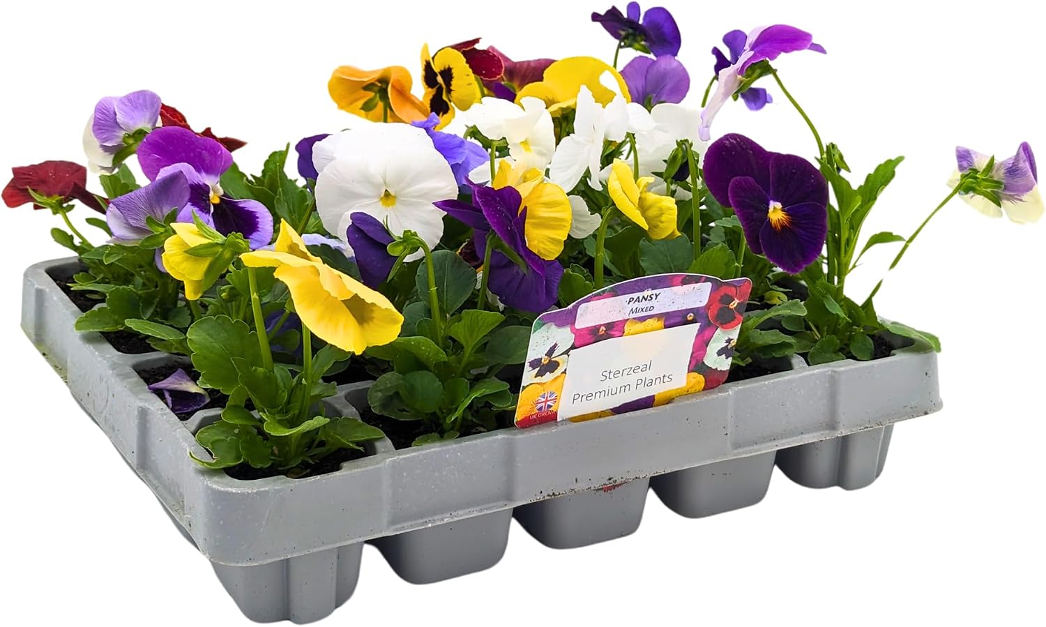 20 Pack Pansies | 20 Plants | Mixed Colours - Yorkshire Grown : Amazon ...