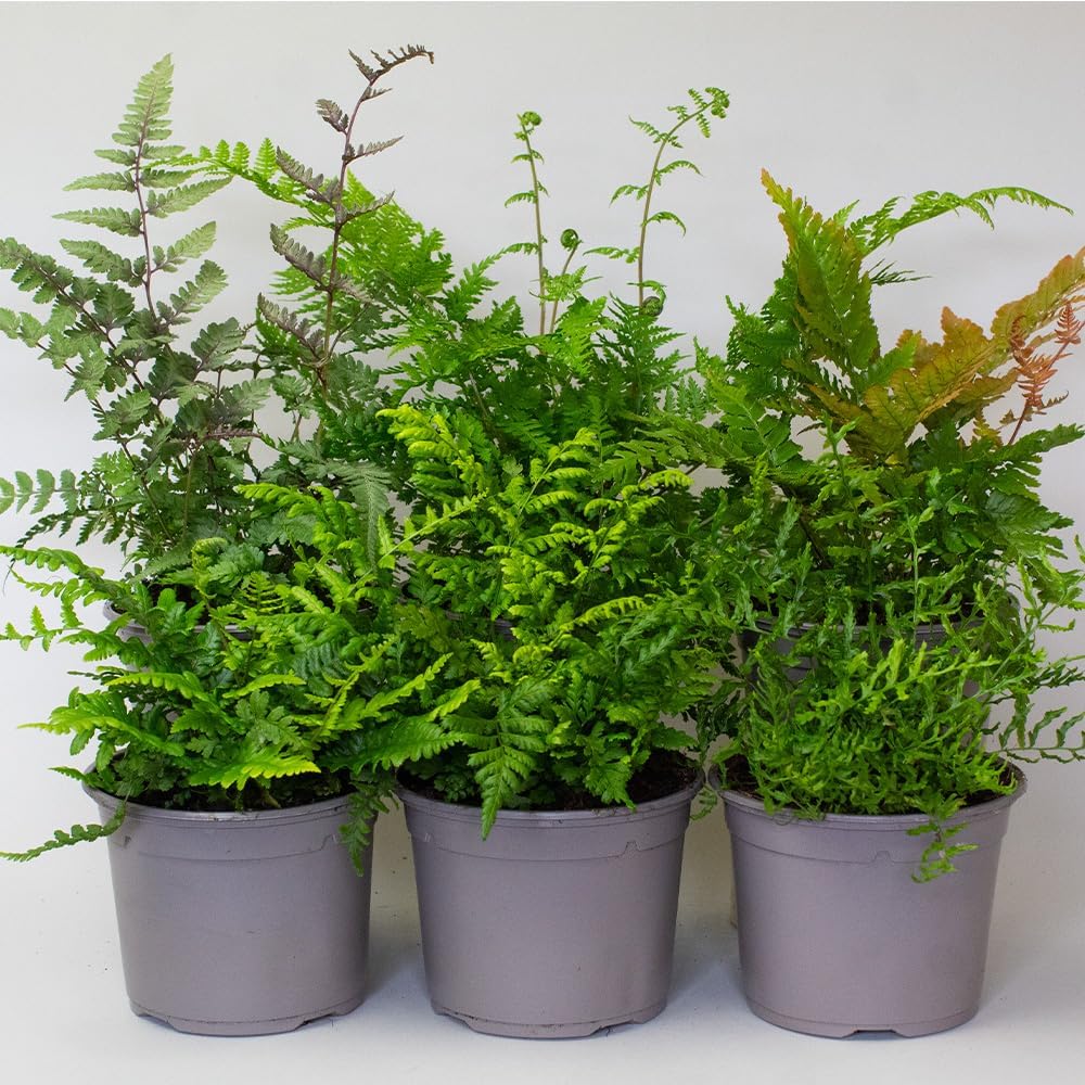 6 x Garden Fern – Margin Pond Plants, Hardy Evergreen Plants Outdoor ...