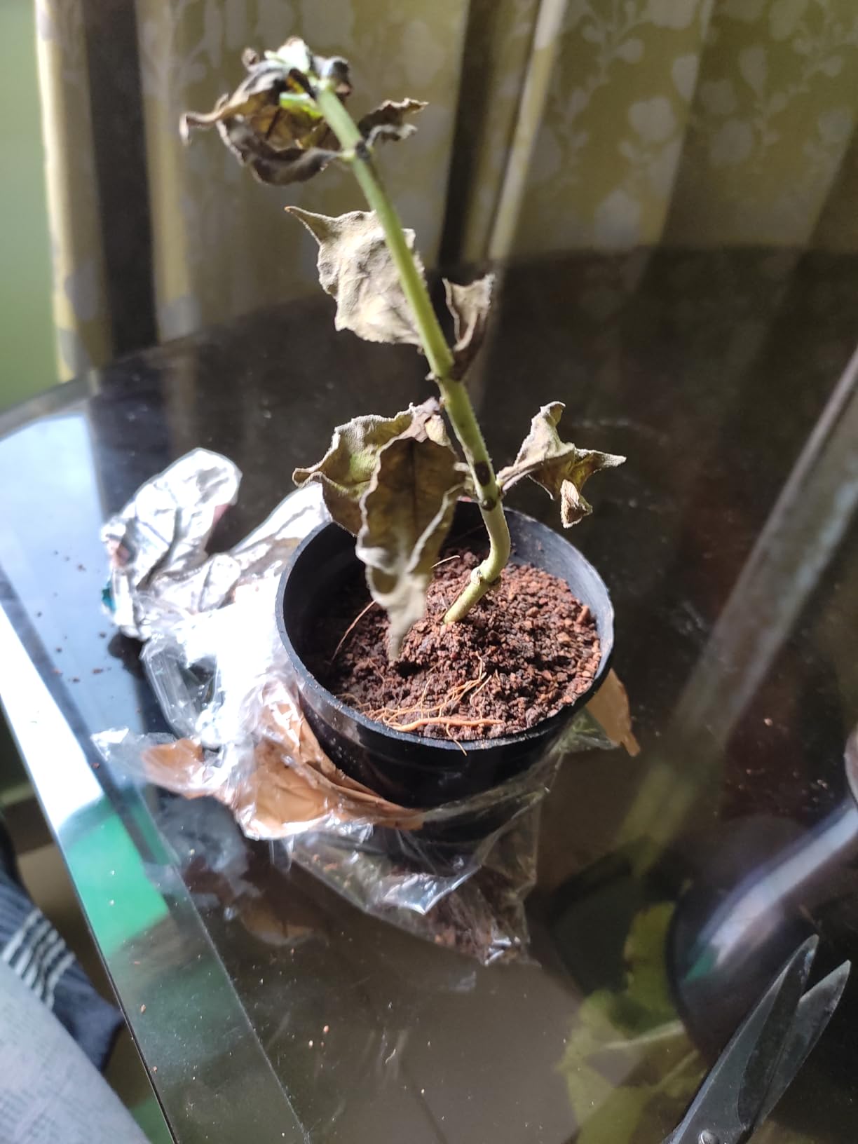 Indian Gardens - Allamanda purple/Allamanda blanchetii live plant ...