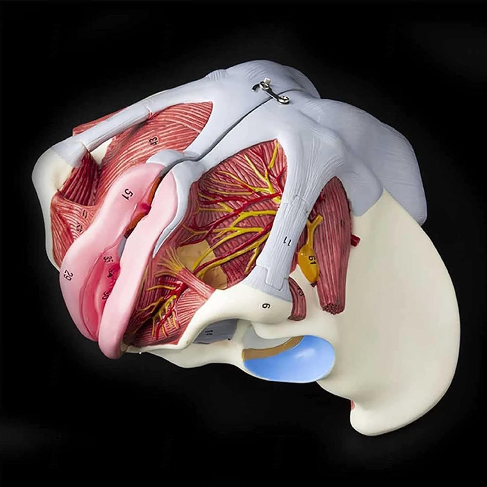 Female Pelvis Model Life-Size Female Pelvic Anatomy Model - 4 Part ...