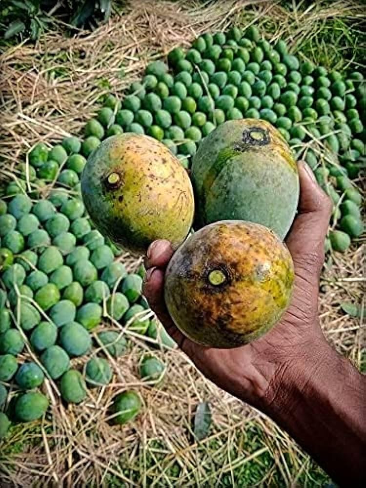 THE GREEN VIEW GARDENS Rare Hybrid Grafted Mango Live Plant Himsagar ...