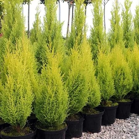 Hug A Plant | Golden Cypress (Cupressus Golden) Ornamental Live Plant ...