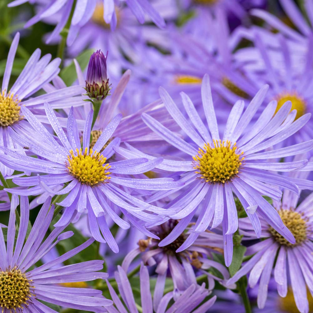 You Garden - 1 x Aster Frikartii Footki 'Monch' in a 9cm Pot - Garden ...