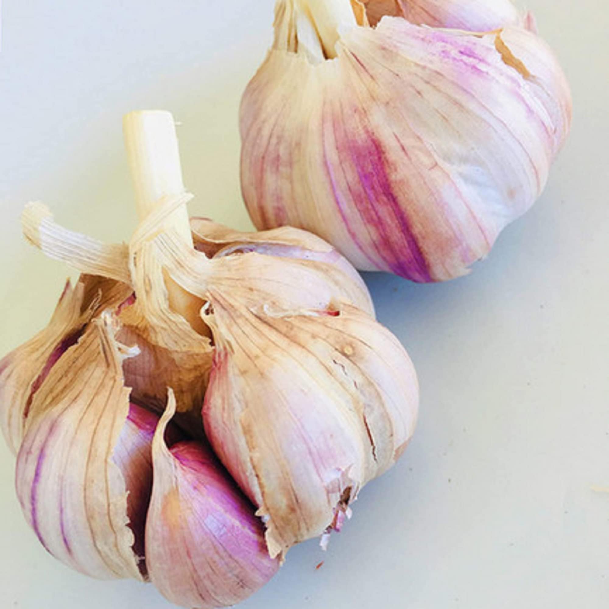 Amazon.com : CHUXAY GARDEN Light Purple Garlic Seed 100 Seeds Seasoning ...