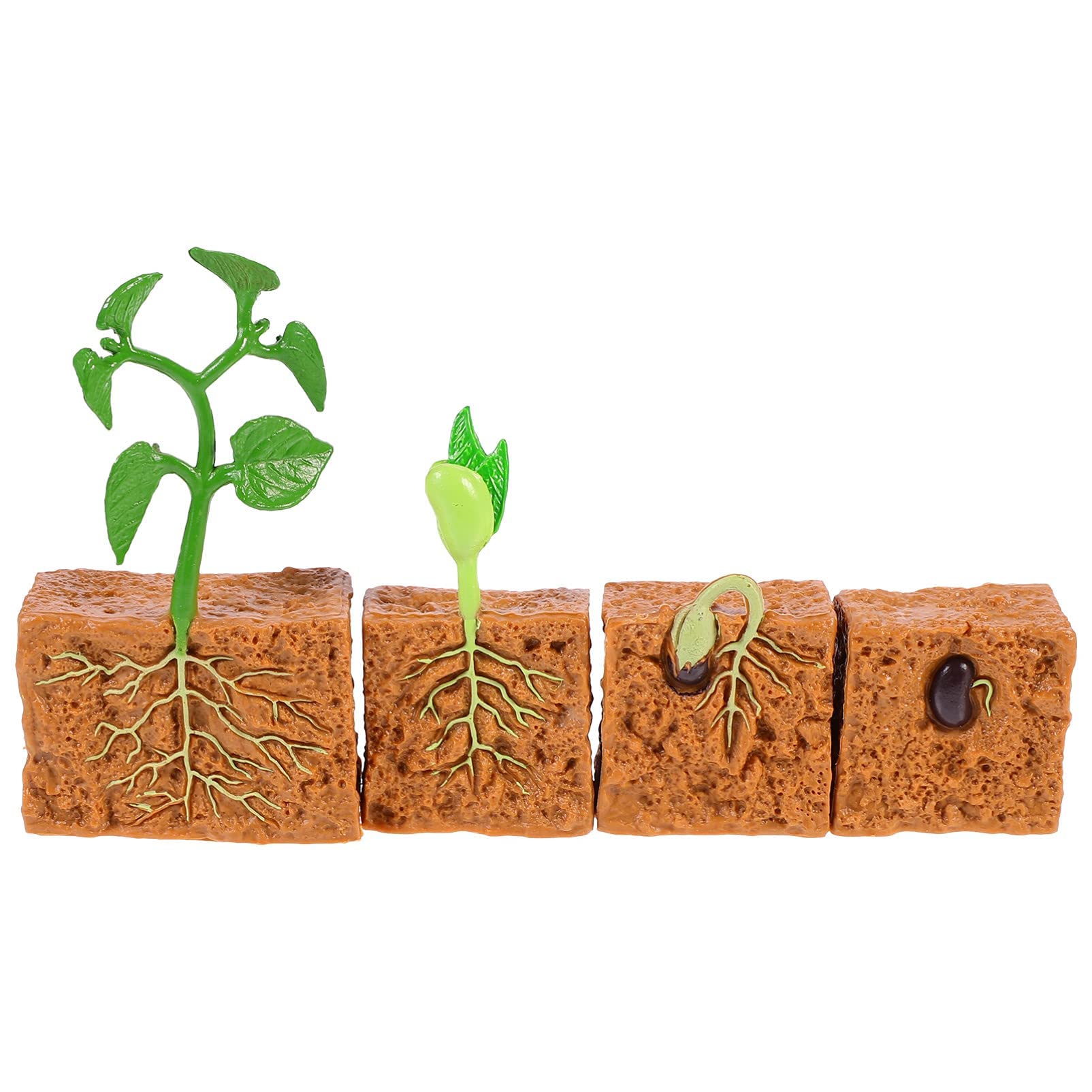 Buy 1 Set Life Cycle of a Green Bean Life Cycle Educational Evolution ...