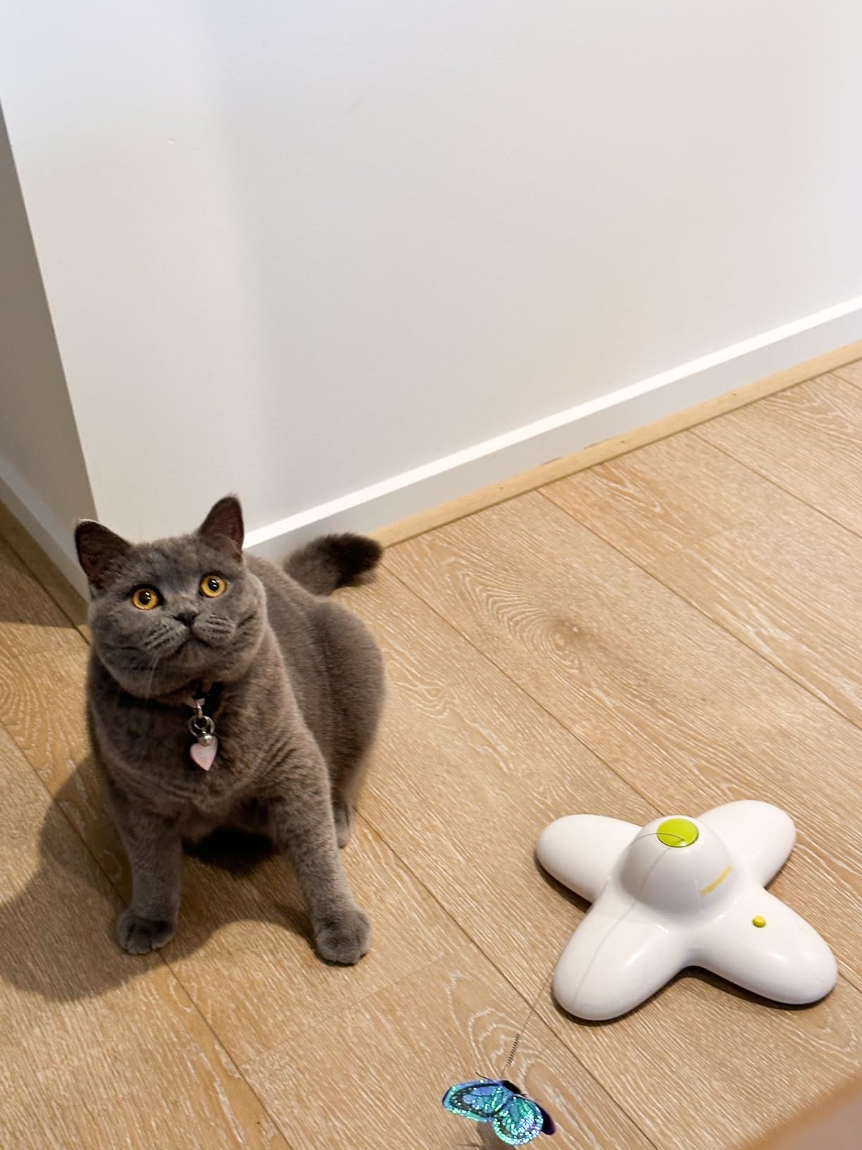 All for Paws Interactive Flutter Bug : Amazon.com.au: Pet Supplies