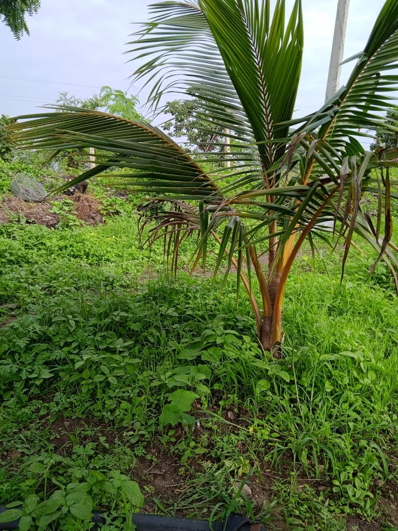 Creative Farmer Coconut Fruit Plant Dwarf Variety Dxt Coconut Tree Huge ...
