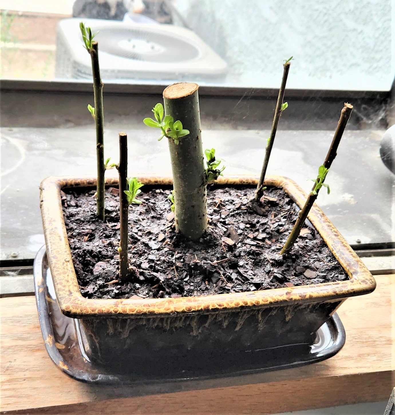 $3/mo - Finance Australian Willow Bonsai Trees Fresh Cutting ...