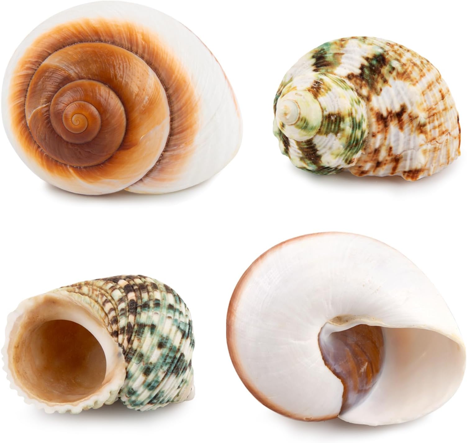 Amazon.com : 4 PCS Hermit Crab Shells Growth Seashell Large Conch ...