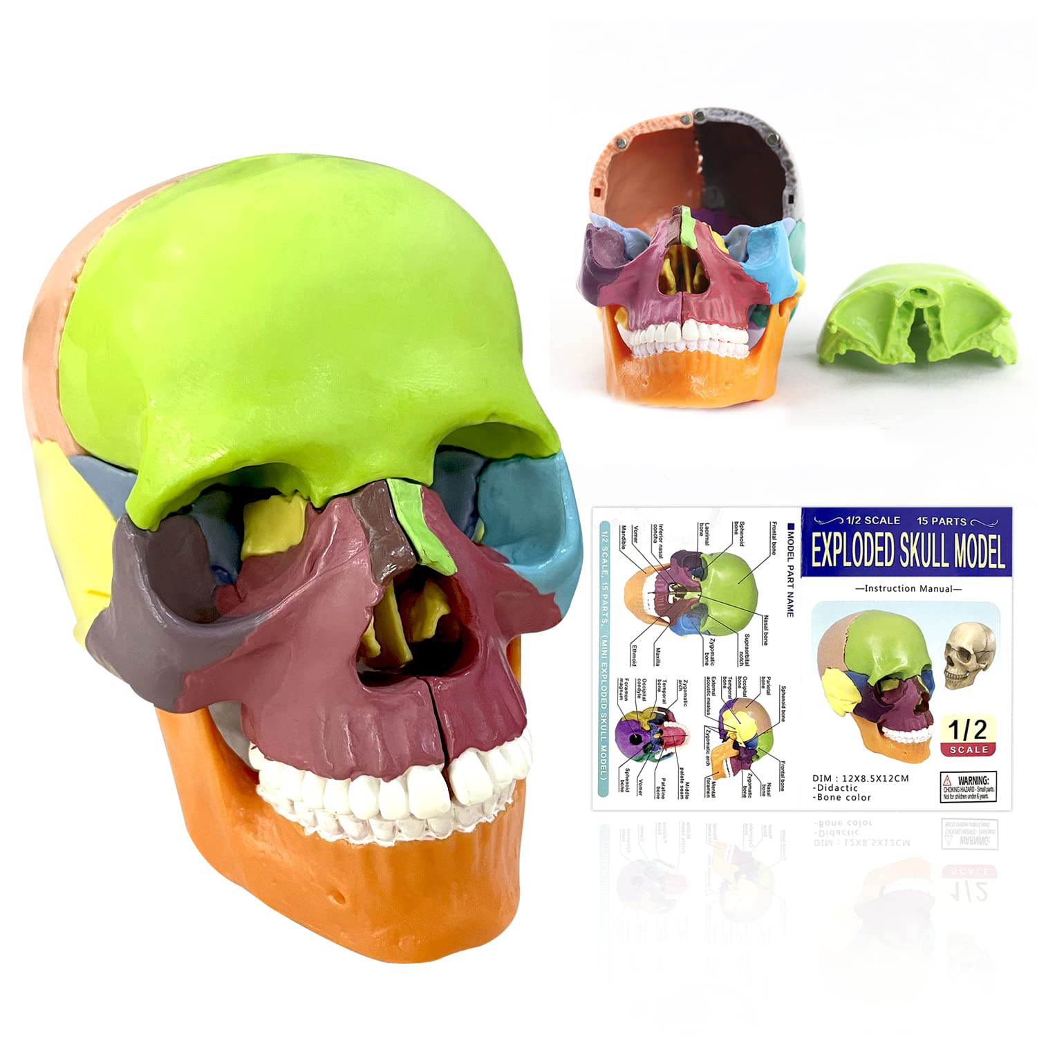 LYOU Human Skull Model for Learning (15 Part Exploded Skull Model) in ...