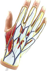 Amazon.com: ESBANT Natomical Hand and Ligament Model Tendon Muscle ...