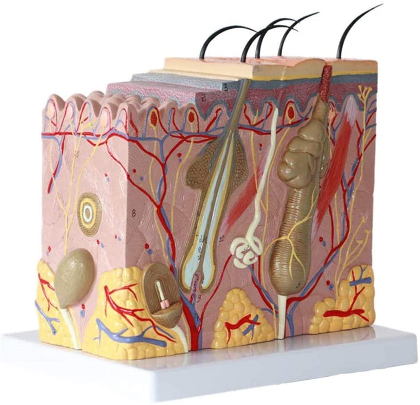 Buy IVQAPP Anatomy Model Human Body Skin Model 50X d Anatomical Model ...