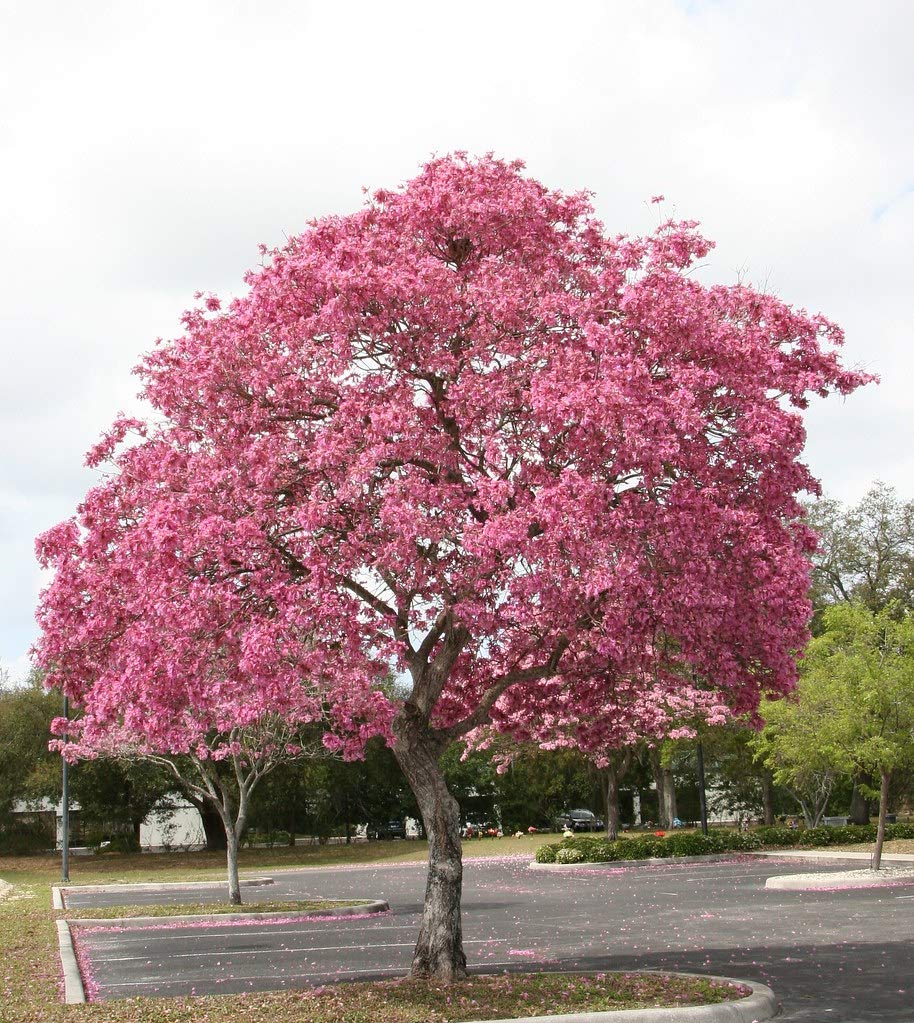 Buy Pink Tabebuia Trumpet Tree - Live Plant in a 3 Gallon Pot ...