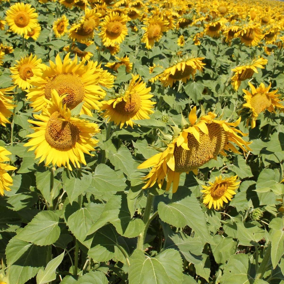 Amazon.com : Showtime Clearfield Sunflowers - 25 Pound Bag : Patio ...