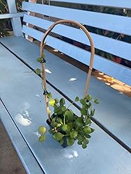 Amazon.com : HFYZZ 30 PCS Natural U Hoops Bamboo Plants Trellis-16 Inch ...