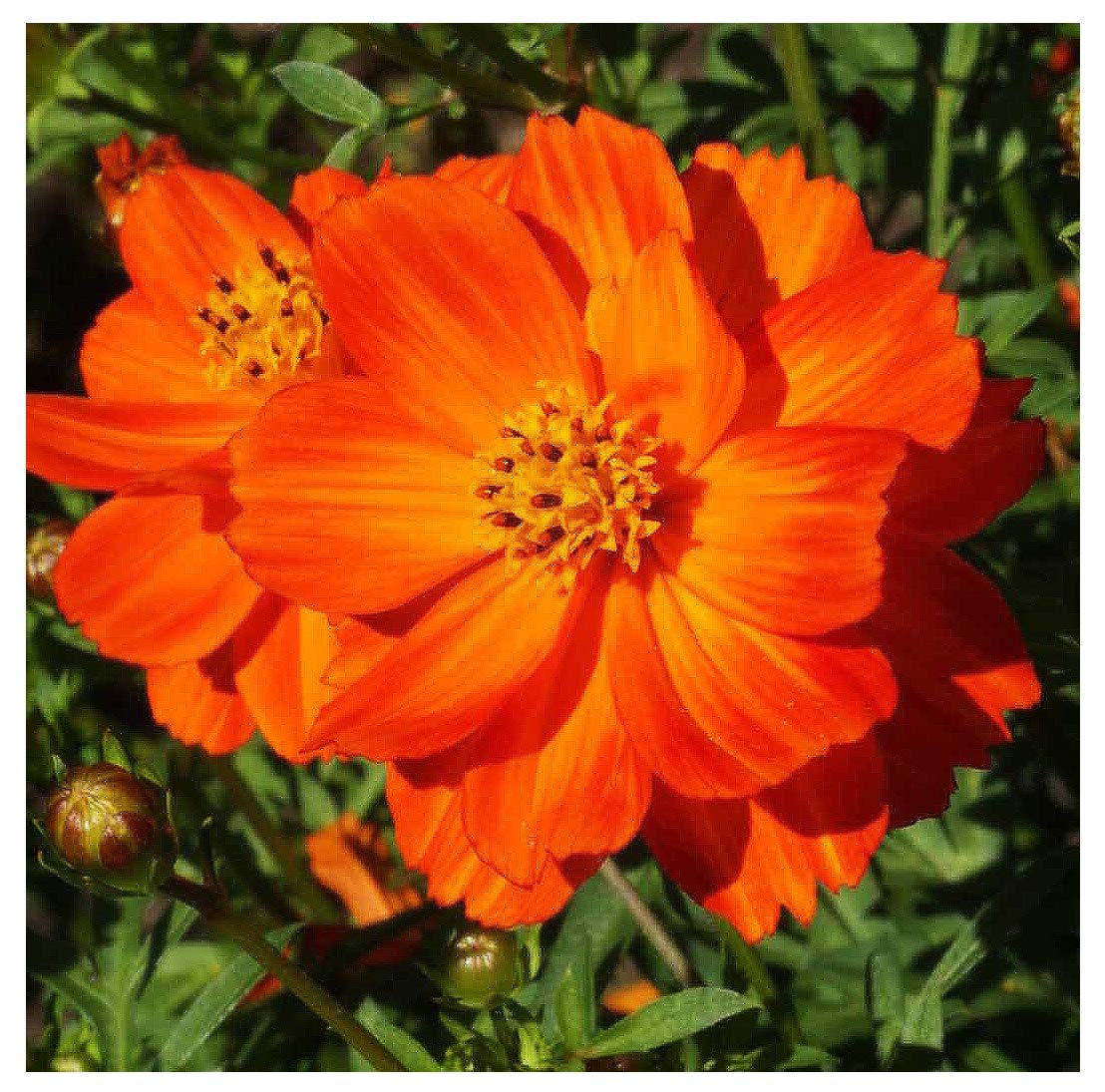 Amazon.com : Red Crest Cosmos - Long Blooming Season : Patio, Lawn & Garden