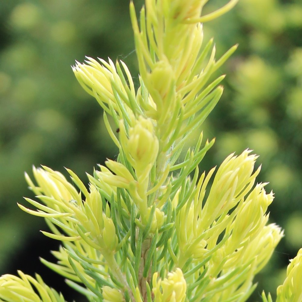 Picea glauca 'Rainbow's End' Compact Evergreen Conifer Garden Plant ...
