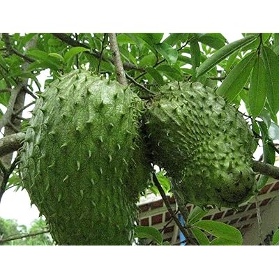 Guyabano Tree Grafted Guanabana Aka Soursop Tree 3 Gallon Pot – Lara