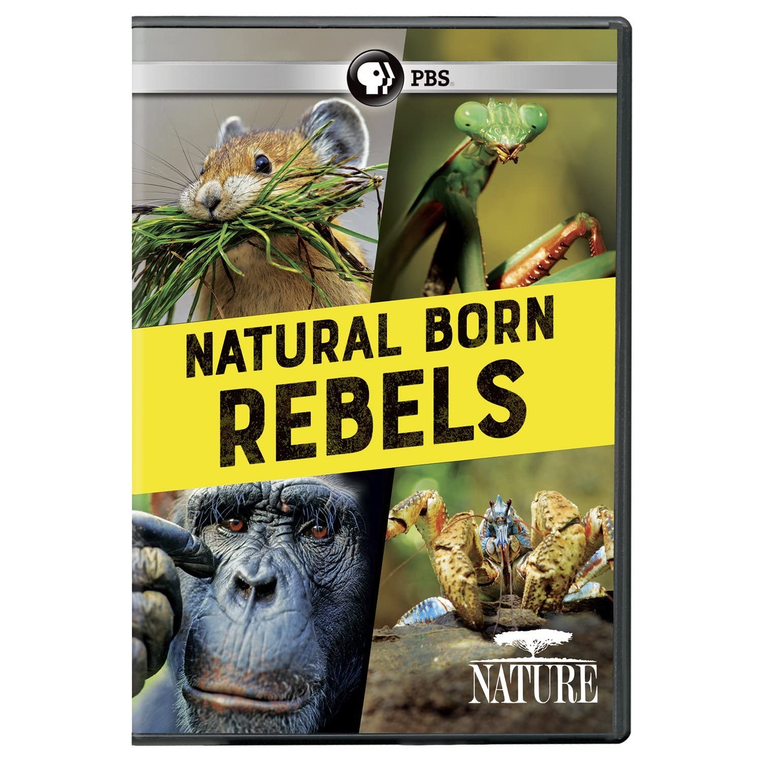 NATURE: Natural Born Rebels DVD [Import]: Amazon.ca: Hannah Gibson ...