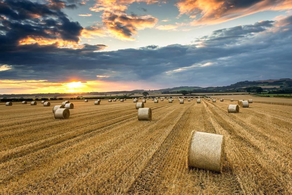 Amazon.com: Farmers Field Full of Hay Bales at Sunset Roseberry Topping ...