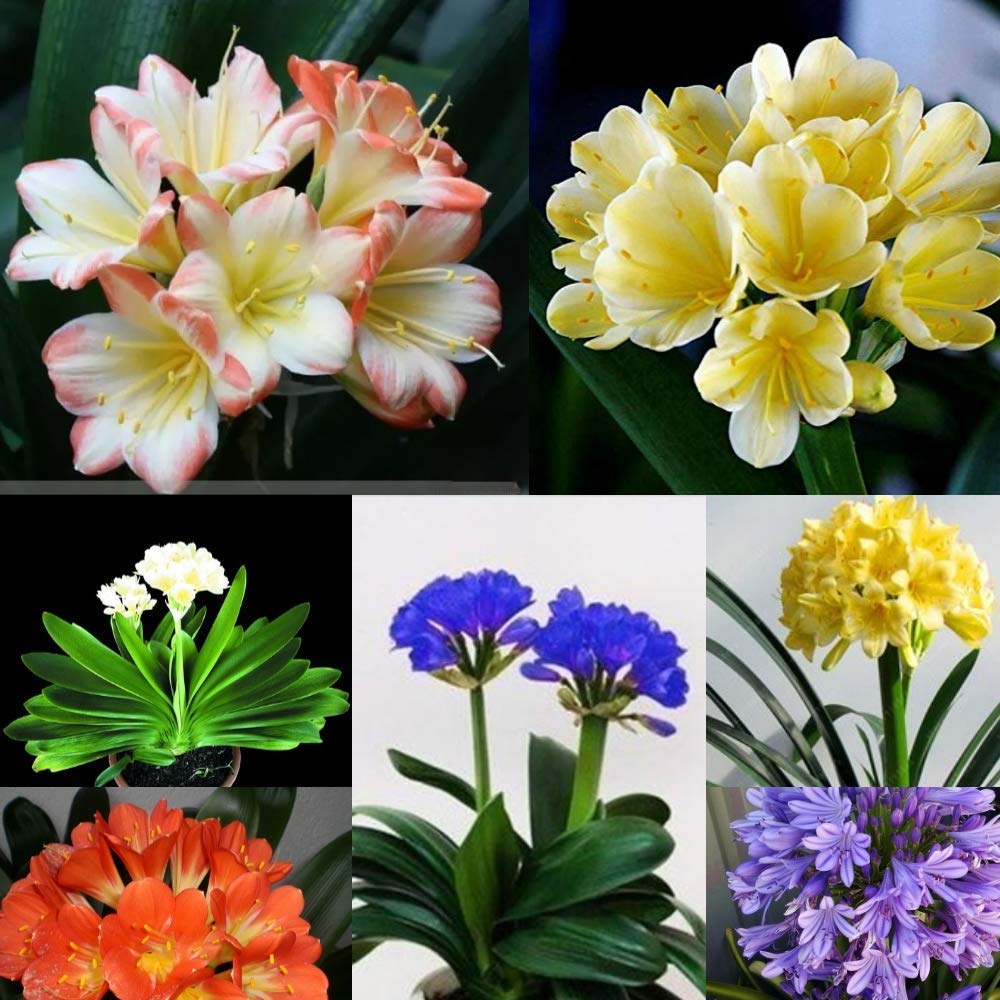 Buy 5pcs hot Sale Gorgeous clivia (Kaffir Lily), Rare s, Indoor clivia ...