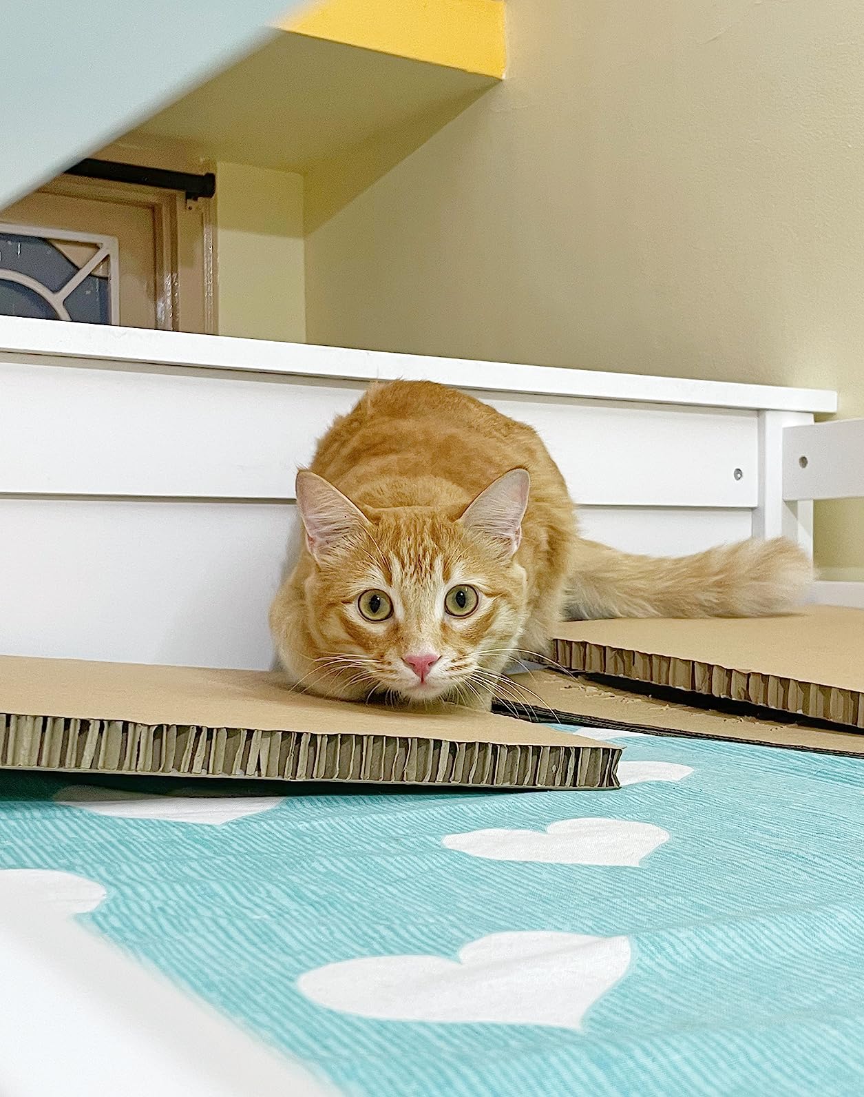 Sheba Kitten and Adult, Irresistible Dry Cat Food, Salmon Flavour, 1 ...