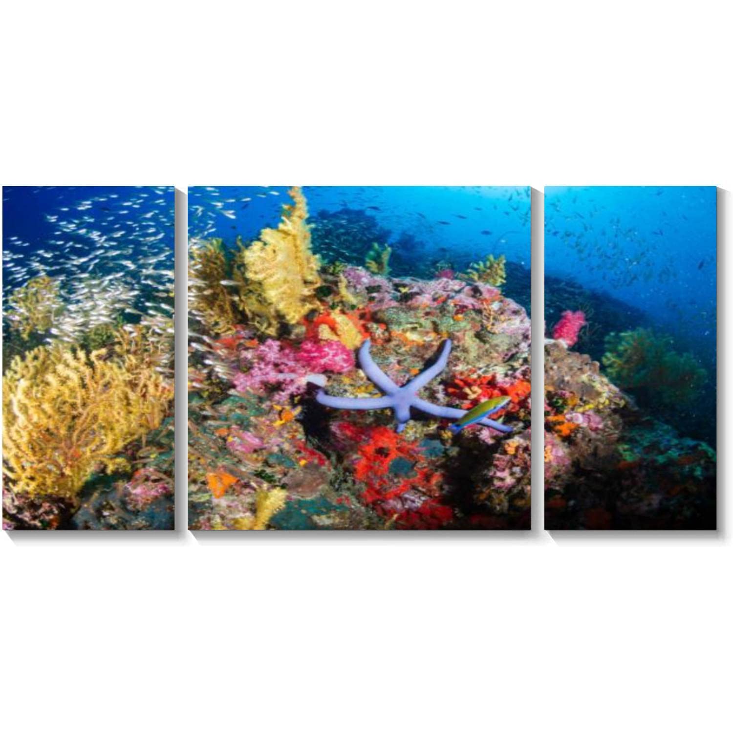 Healthy Colorful Coral Reef