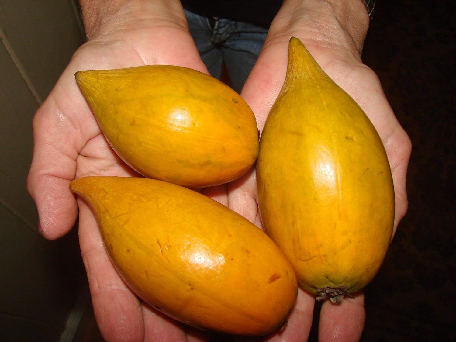 Creative Farmer Live Fruit Plant Egg Fruit Plant Pouteria Campechiana ...