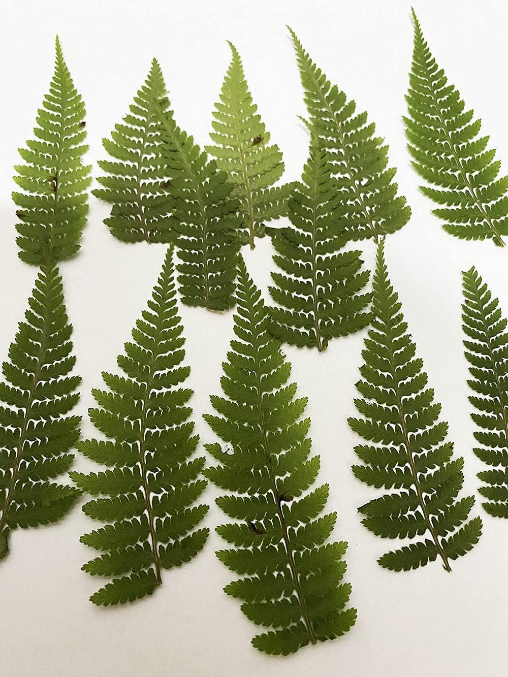 Amazon.com: ALJ Dried Ferns Leaves, 42PCS Natural Red Pressed Ferns ...