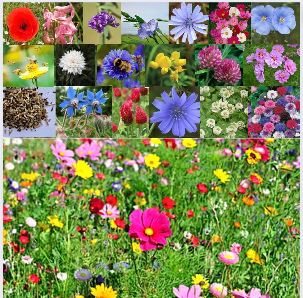 Premium Wildflower Seeds Mix for Beautiful Garden and Landscaping - Non ...