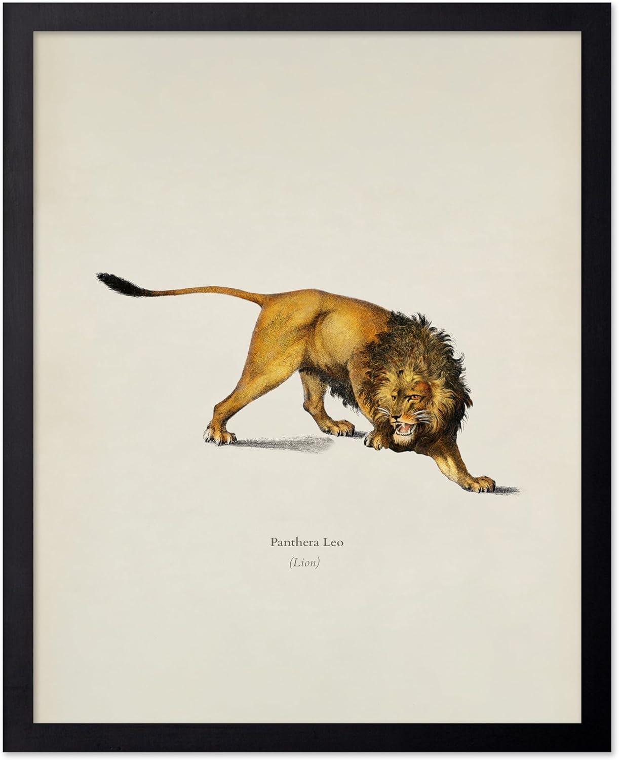 Amazon.com: Poster Master Phantera Leo Poster - Lion Print - Cat Art ...