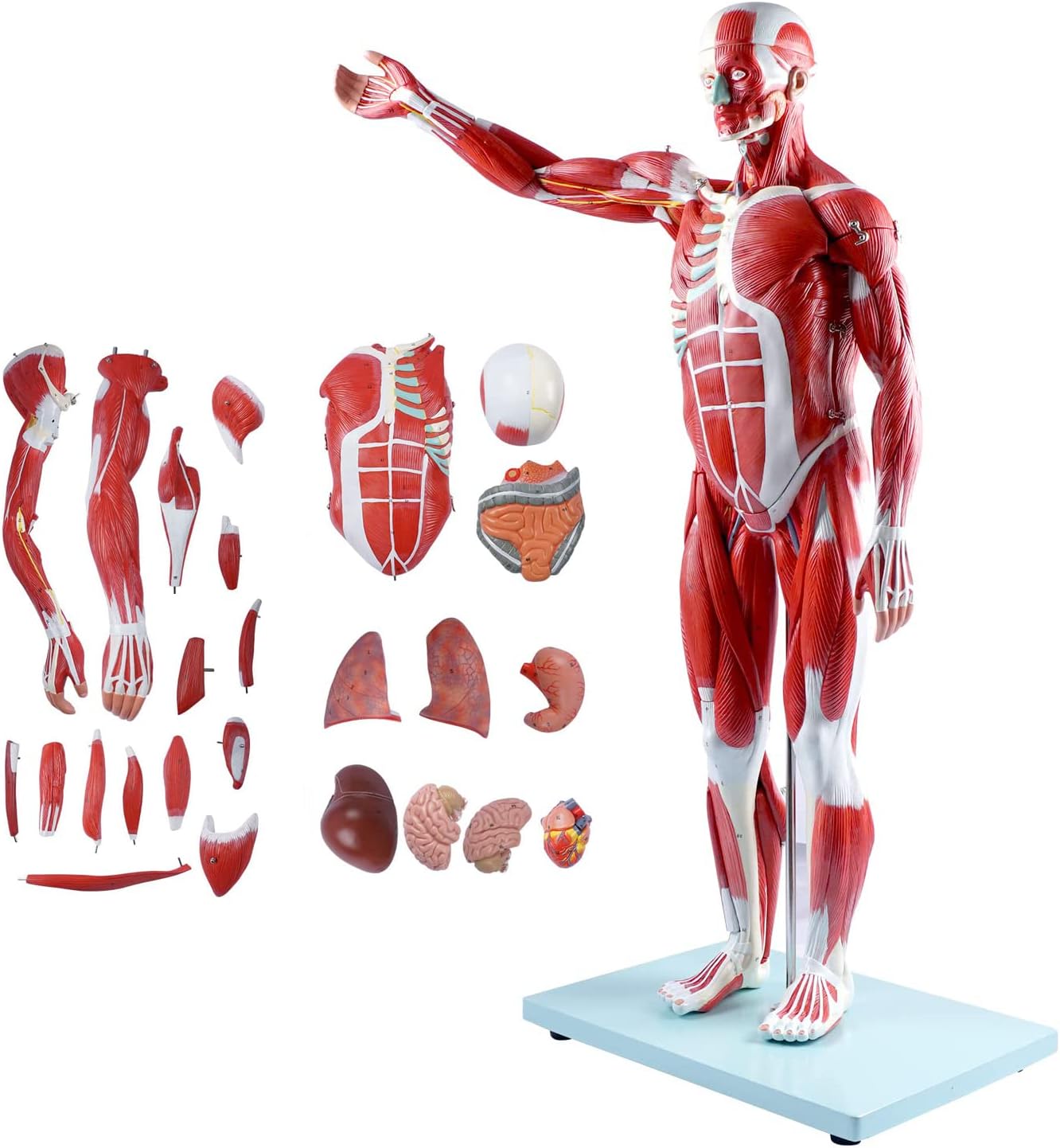 Anatomía muscular completa de la medicina Modelo de músculo y órgano ...