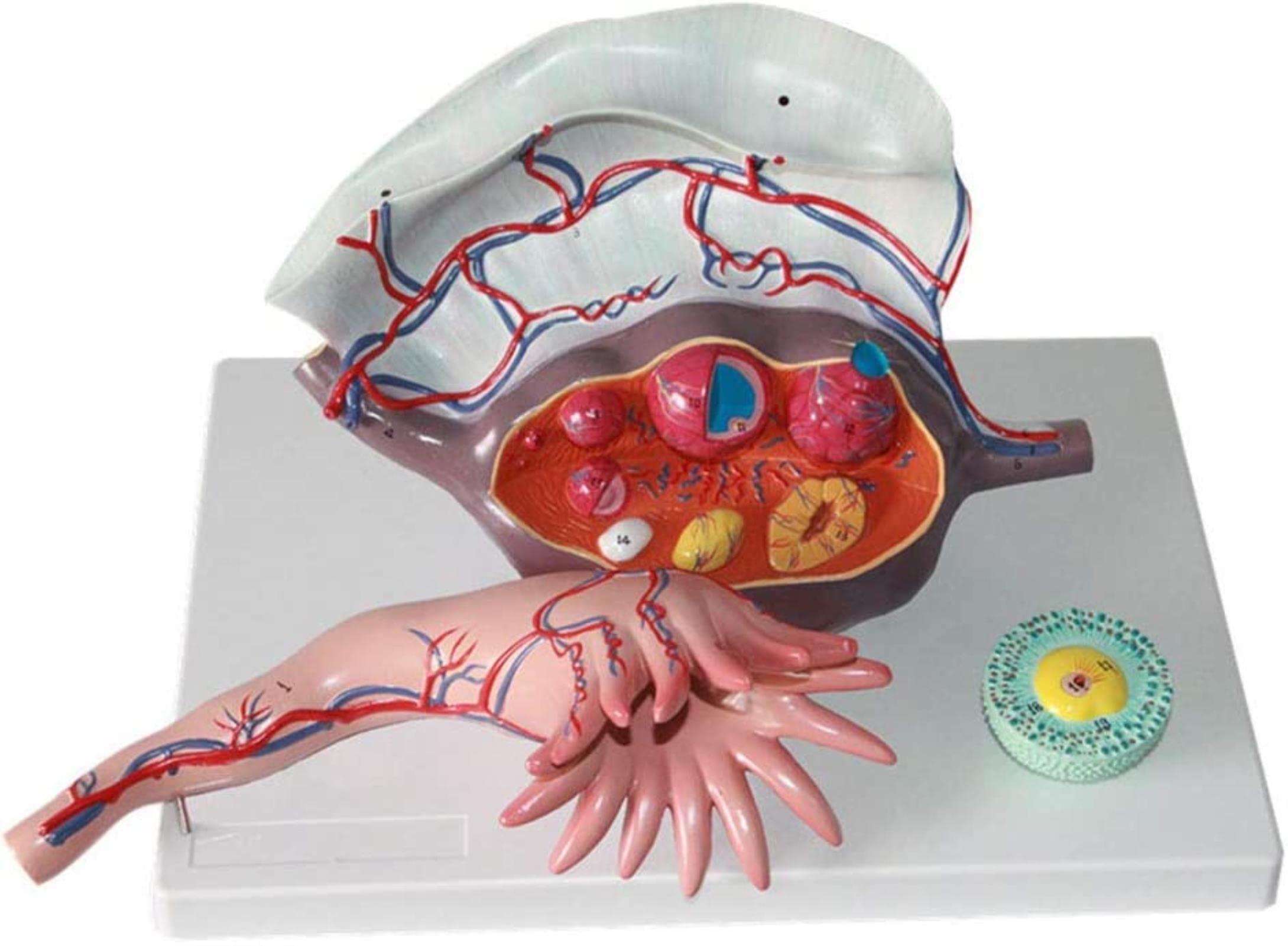 Buy Human ovarian magnification model, Uterus Model, Female ...