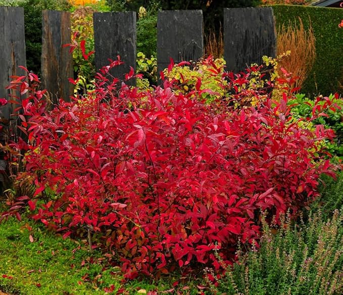 Amazon.com : Virginia Sweetspire Shrub - 12-18" Tall Live Plant - Quart ...