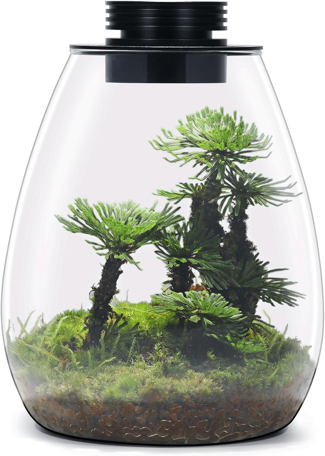 Amazon.com : EcoSphere Closed Aquatic Ecosystem, Small Sphere, with ...