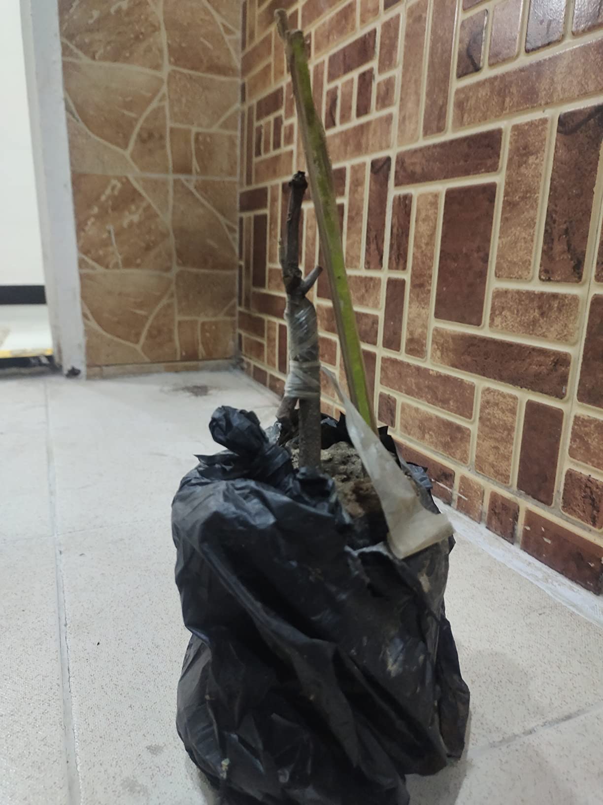 HYBRID Mango Thai Catimon Katimon All Time 12 month Sweet Fruit For ...