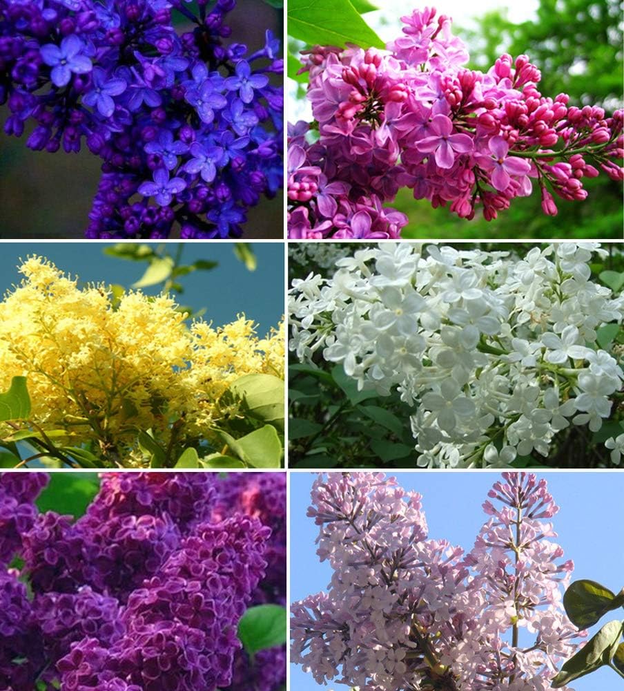 Amazon.com : 50+ Mixed Lilac Tree Seeds Fragrant Flowers Flower ...